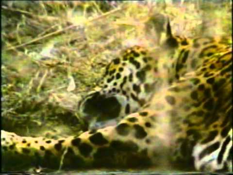 Охламон(Туркменфильм)1993г. 3 часть