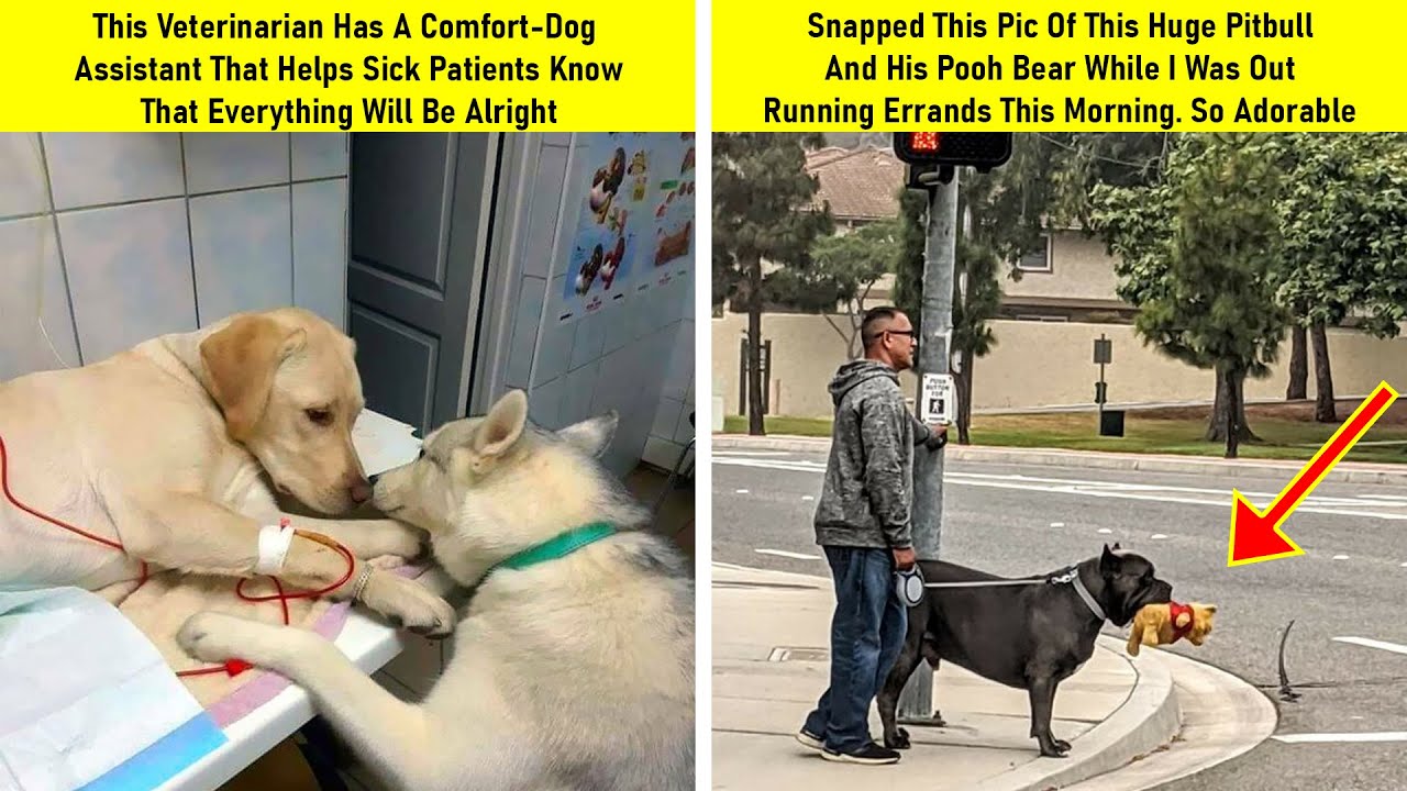 Wholesome Animals Uplifting Pics - YouTube