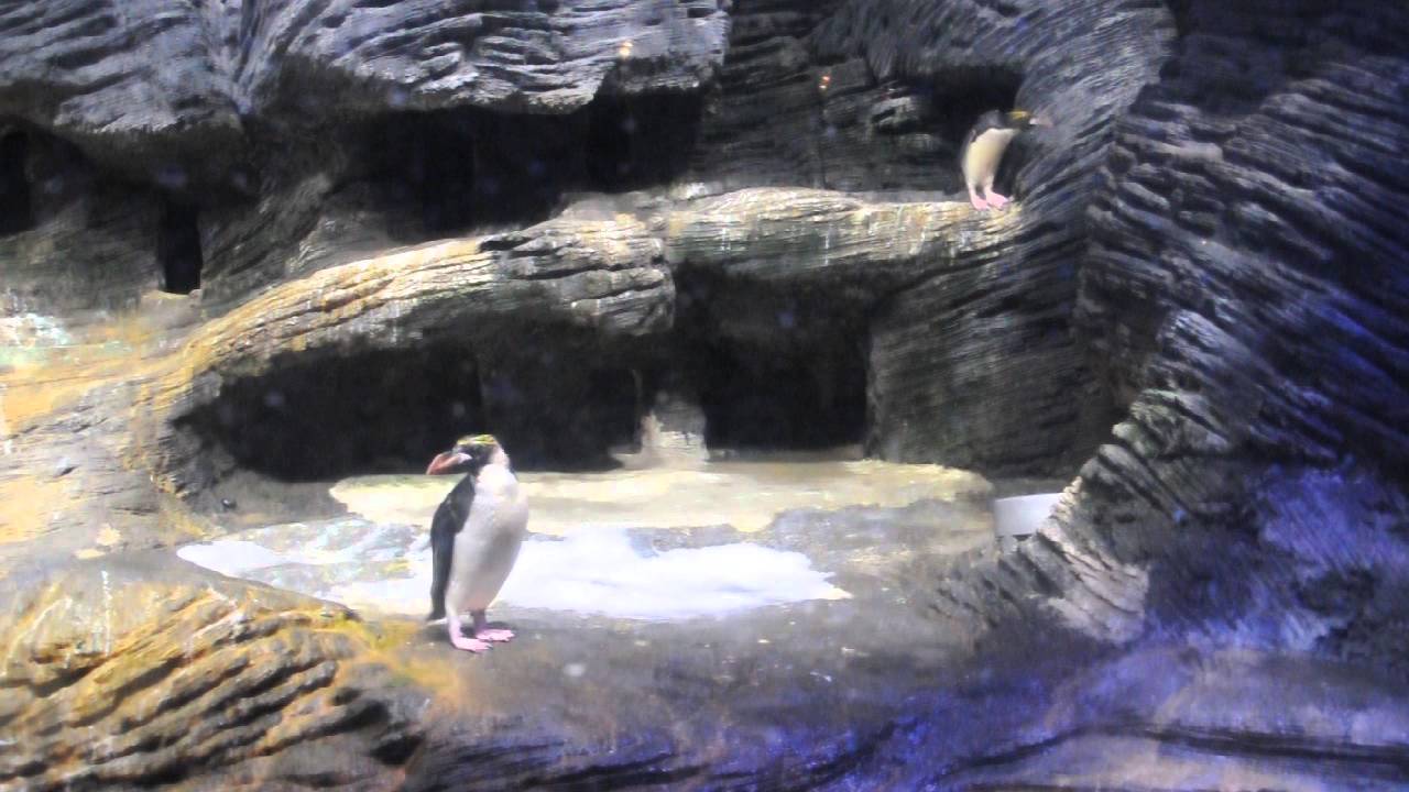 Zoo Antwerpen - 21/07/2014 (Pinguïns Vriesland) - YouTube