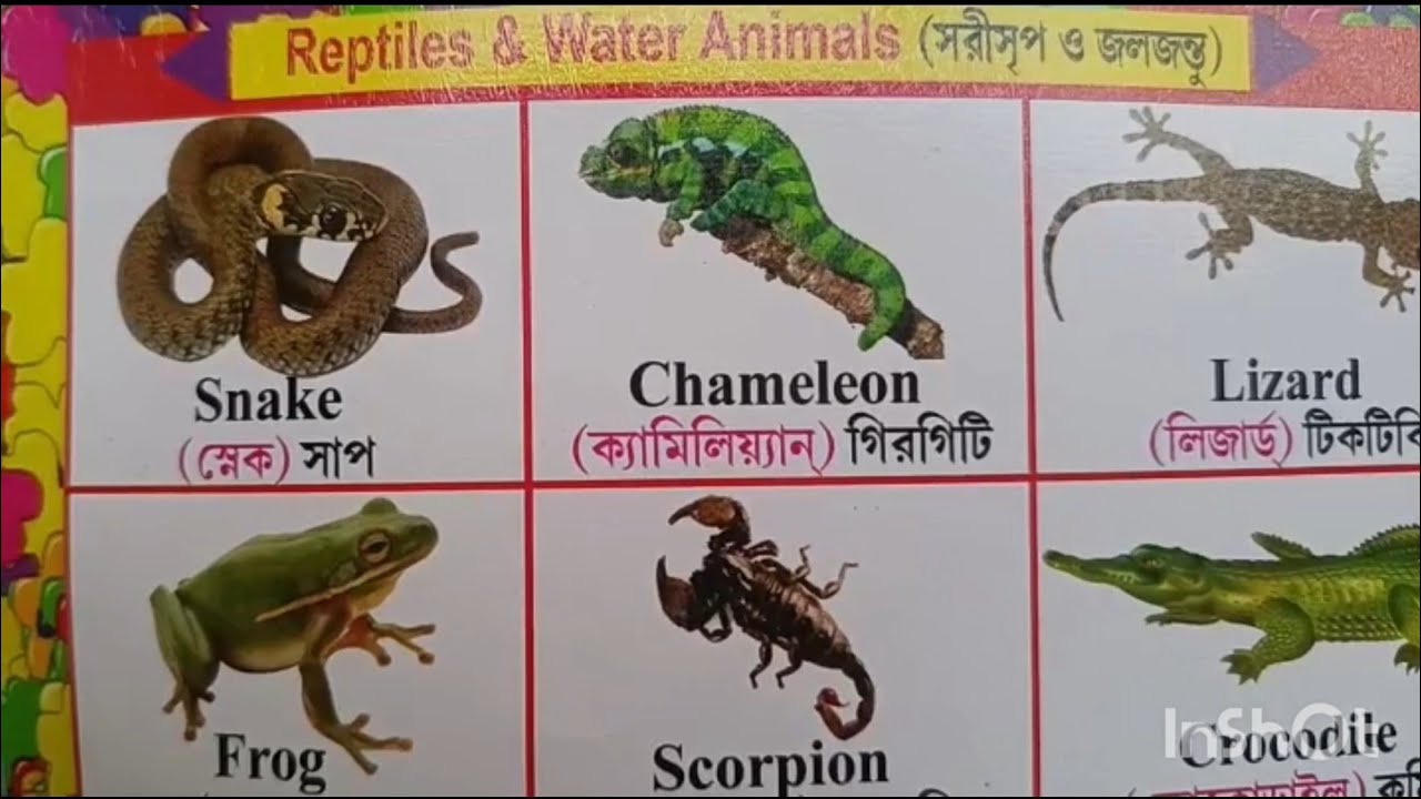 সরীসৃপ ও জলজন্তুর নাম বাংলা ও ইংরেজীতে|Learn Name of Reptiles & Water ...