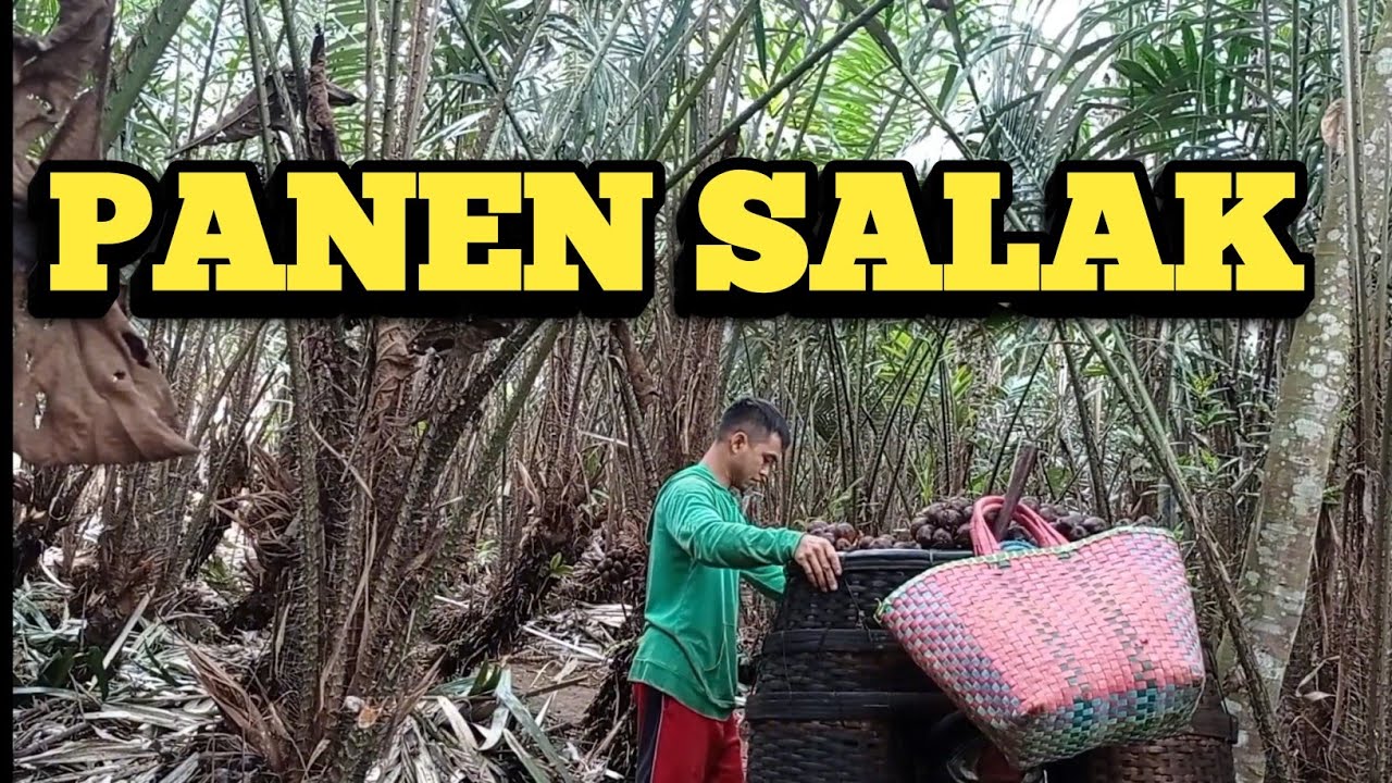 Panen Salak dipagi Hari || harvest salak fruit - YouTube