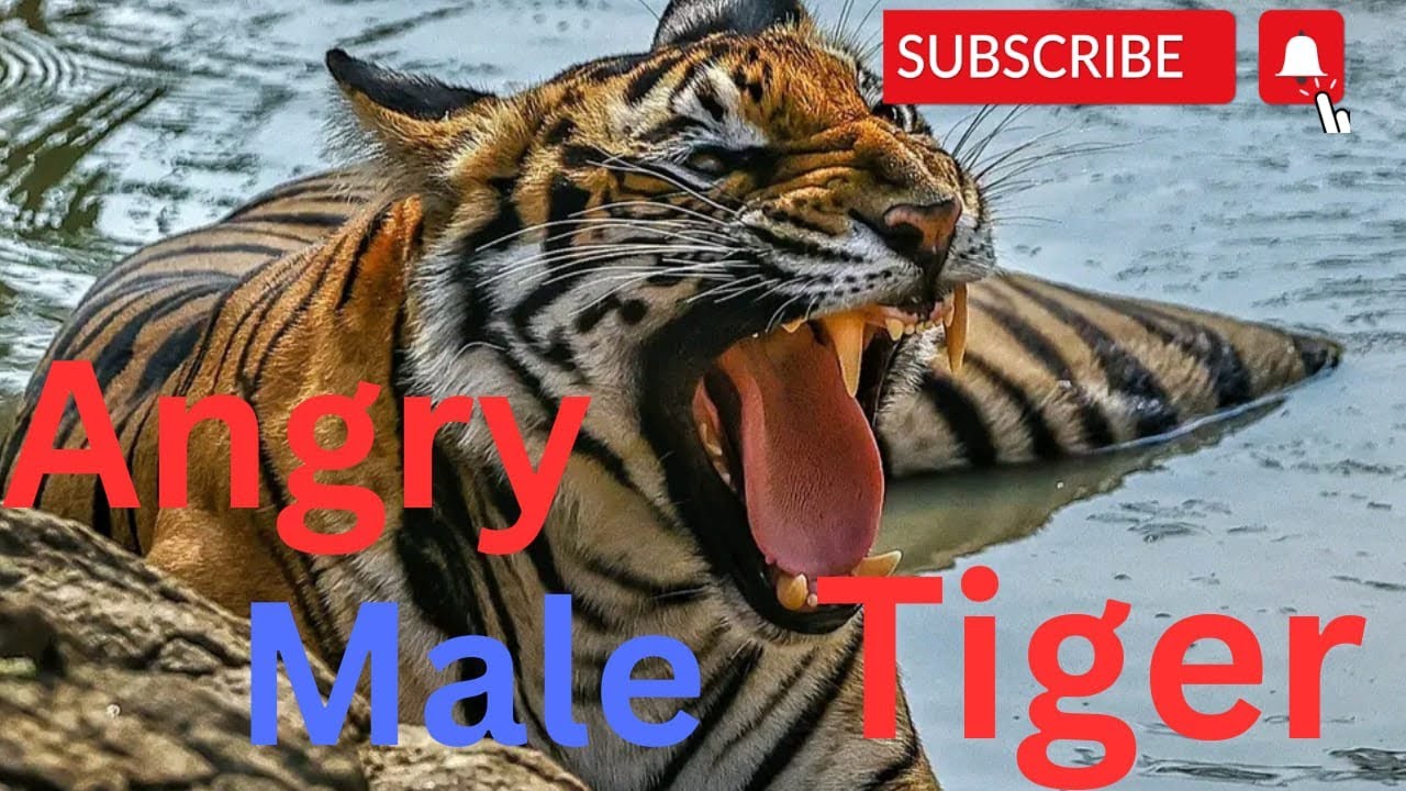 "Fierce Encounter: Angry Male Tiger Revealed!"?#viral - YouTube