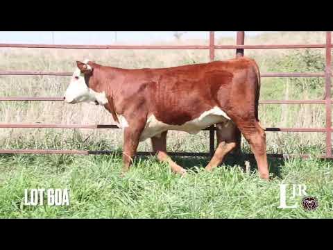LJR Lot 60A - YouTube