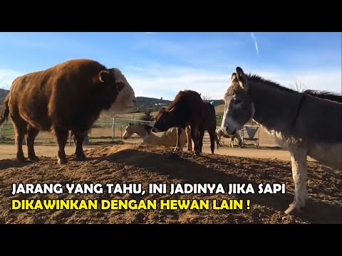 3 Jenis Hewan Hasil Persilangan Antara Sapi Dengan Hewan Lain, Namun Gagal di Pasaran !