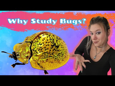 Why Is The Study Of Entomology Important