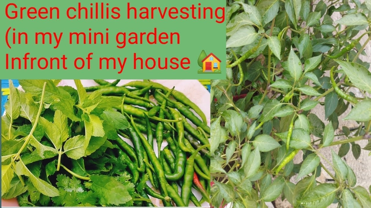 Green chillis harvesting In my mini garden (Infront of my house 🏡 ...