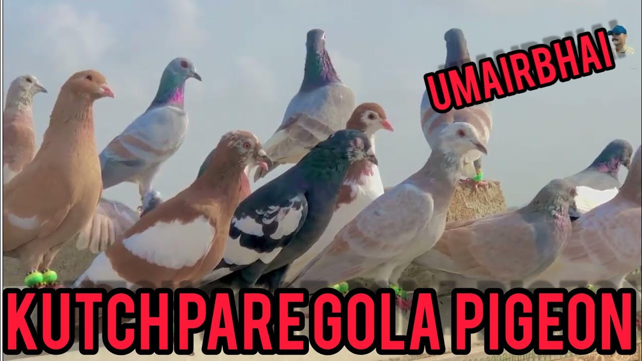 Umair Bhai k Kutch pare Gola pigeon | Kale desi gandedar | kumariya ...