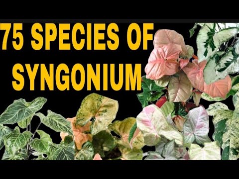 DIFFERENT VARIETIES OF SYNGONIUM | PLANT IDENTIFICATION - YouTube