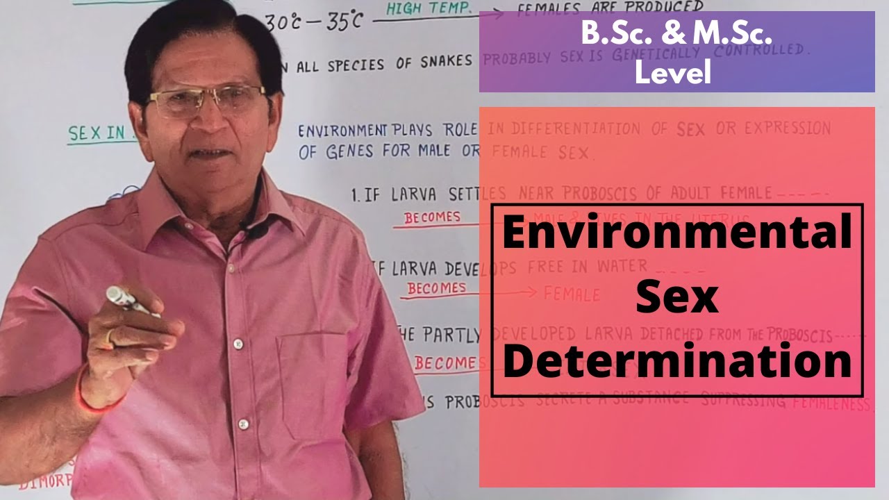 Environmental Sex Determination B Sc And M Sc Level Youtube