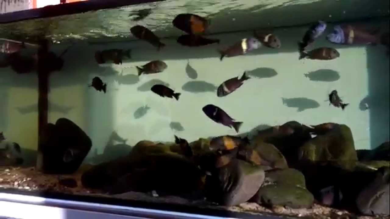 Tropheus Tank - 510 l i 490 l - YouTube