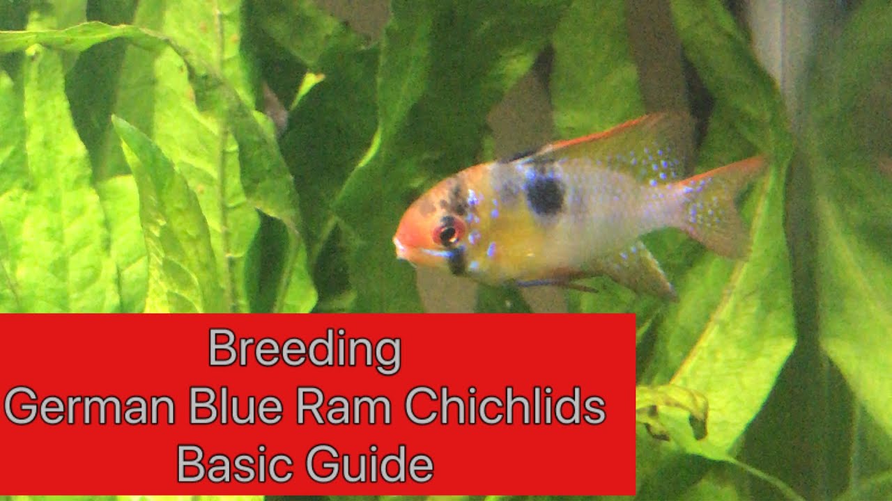 Breeding German Blue Ram Cichlids - Basic Guide - YouTube