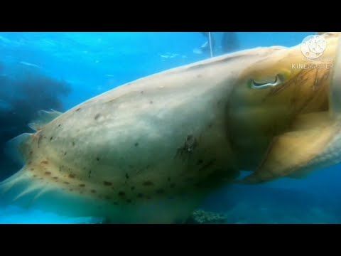 Catching Cuttlefish o Bagulan sa kasagsagan ng bagyo... - YouTube