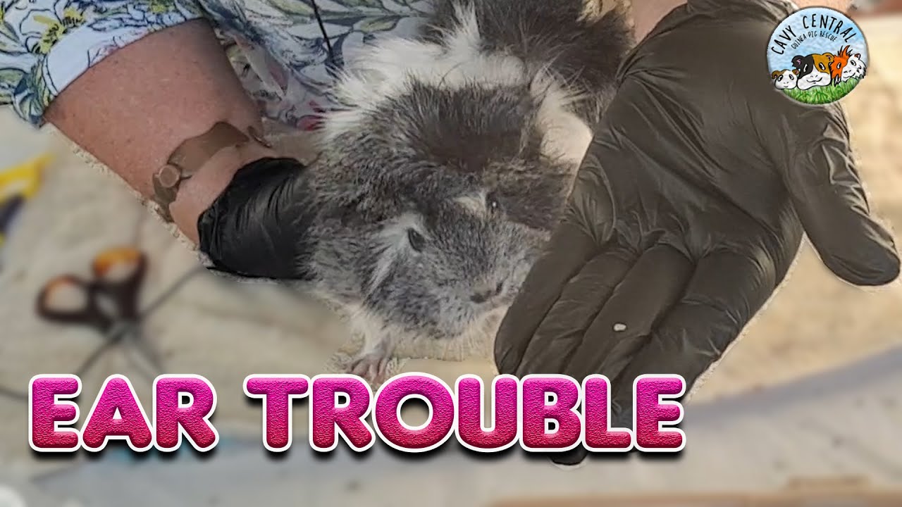 Guinea pig Charlie has ear trouble - how to clean ear goop - YouTube