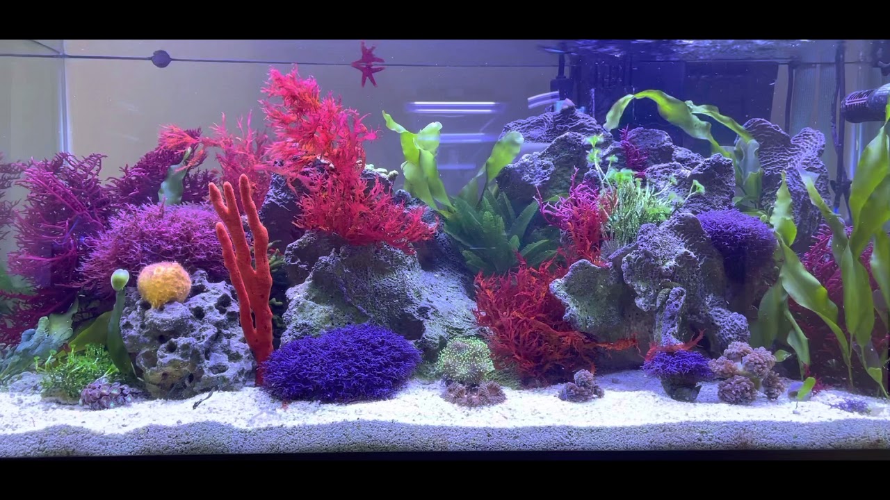 Macroalgae Reef - YouTube