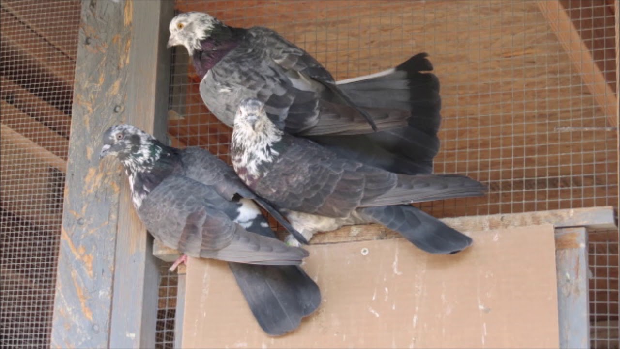 Iranian High Flying Pigeons, Kabootar, Kaftar... - YouTube