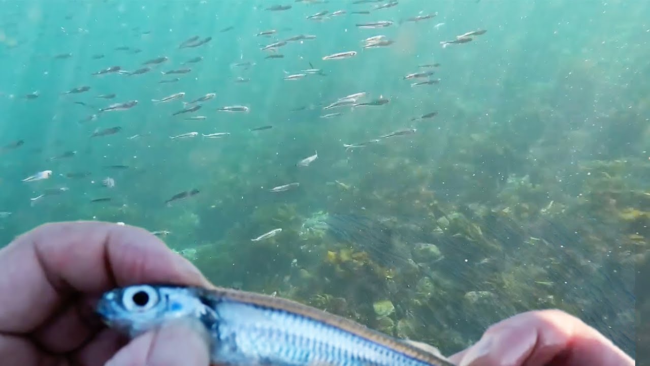 Underwater world under the dike.Fishing small fish that appeared in ...