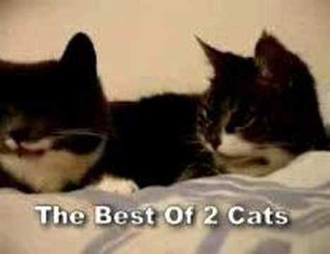 THE BEST OF the two talking cats
