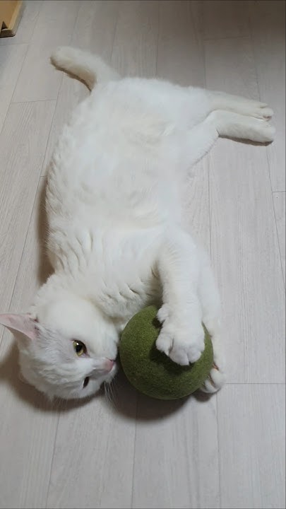 대왕 캣닢볼에 심취한 고양이의 뒷발 팡팡, Cat obsessed with the giant catnip ball that bouncing its hind legs ...