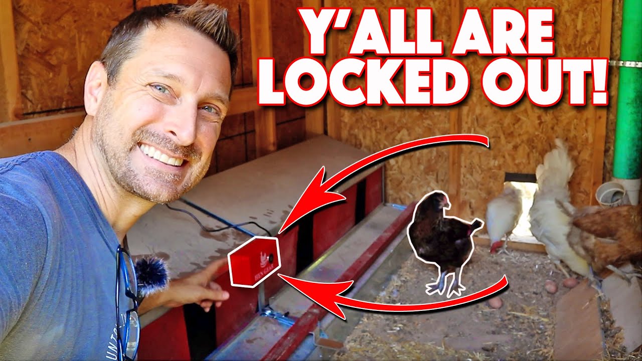 How To Install Hengear Auto Roost | Nesting Box For Chickens ...