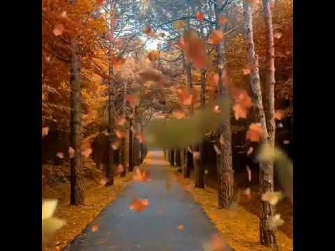 Whatshapp Status üçün 🕋 DİNİ VİDEO 🕋 Allahın nəzəri