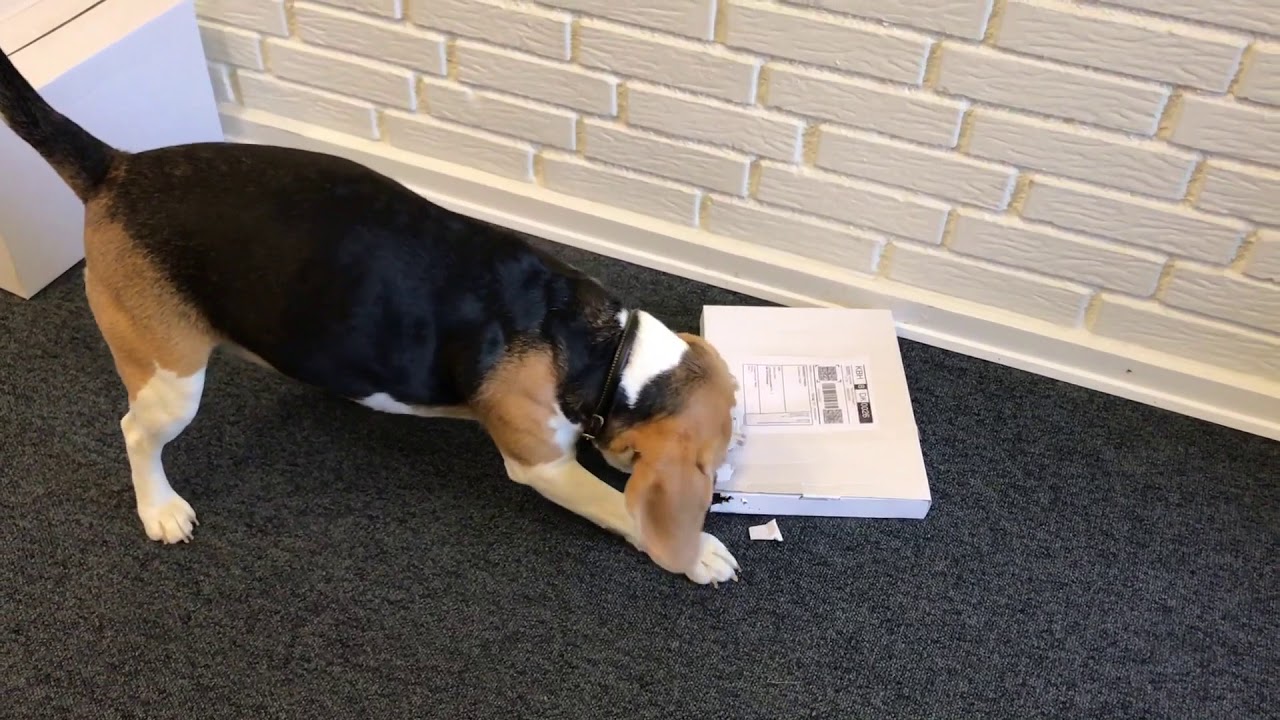 Dog opening packages - YouTube