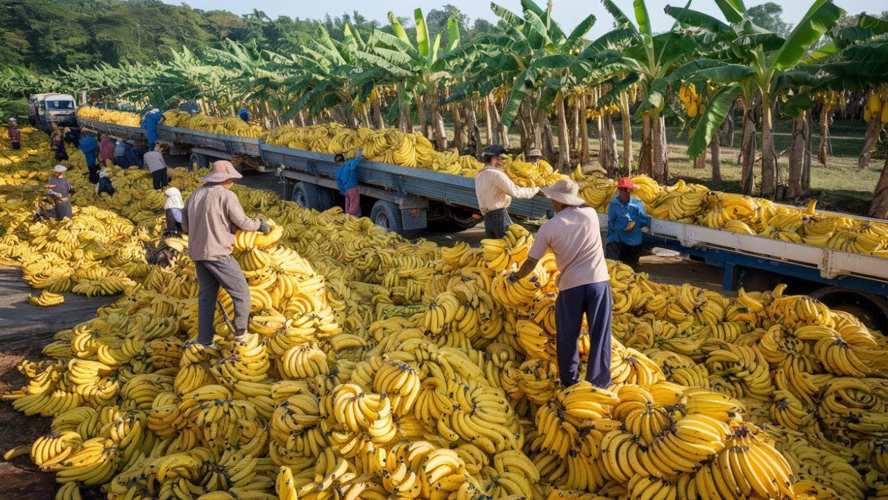 How Farmers Produce Hundreds of Millions of Tons of Bananas Each Year ...