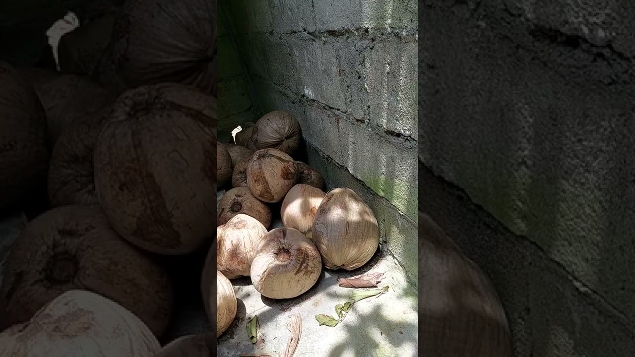 hunting king cobra "banakon" living inside the house - YouTube