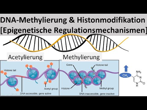 DNA-Methylierung + Histonmodifikation [Epigenetische Regulation von Genen] - (Biologie, Oberstufe)