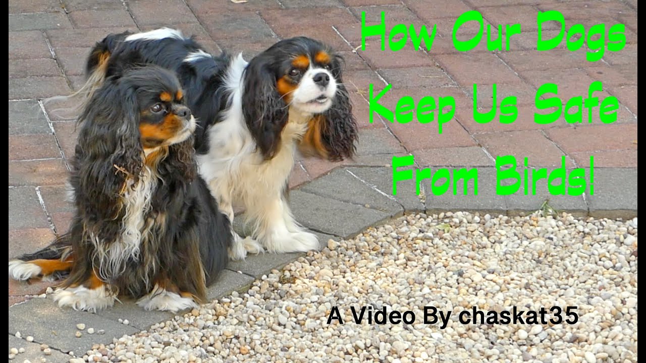 How Our Dogs Keep Us Safe From Birds! - YouTube