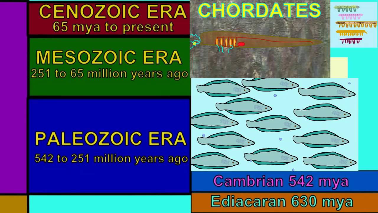 ANIMALS OF THE CAMBRIAN PERIOD - YouTube