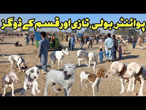 Pakistan biggest dog mandi in kohat | Watch full video| कोहाट में ...
