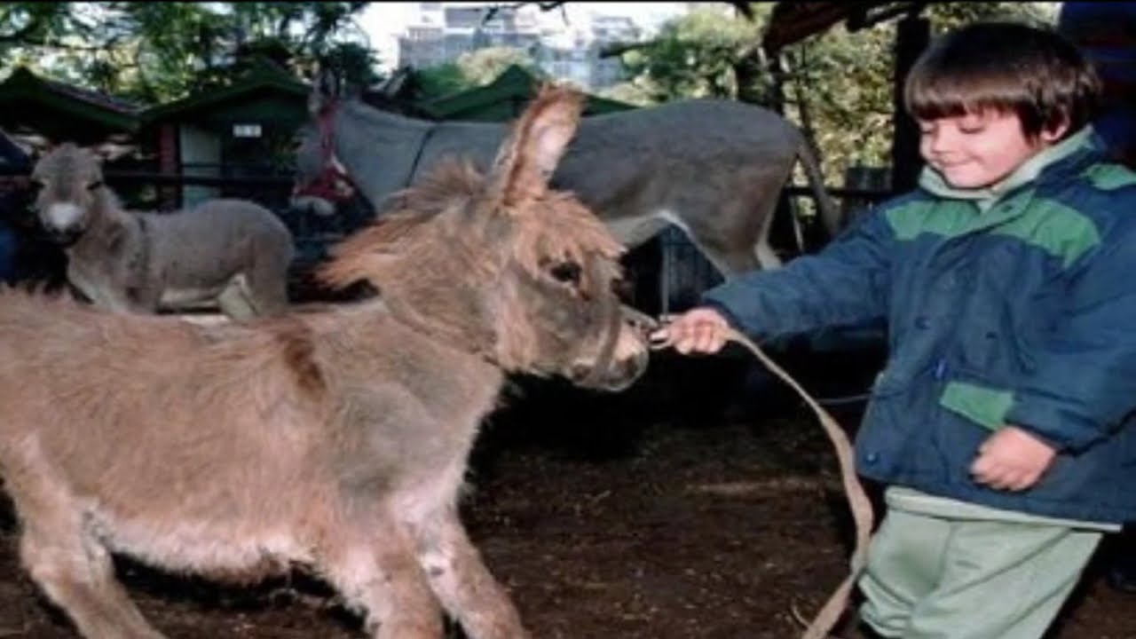 El burro más pequeño del mundo - YouTube