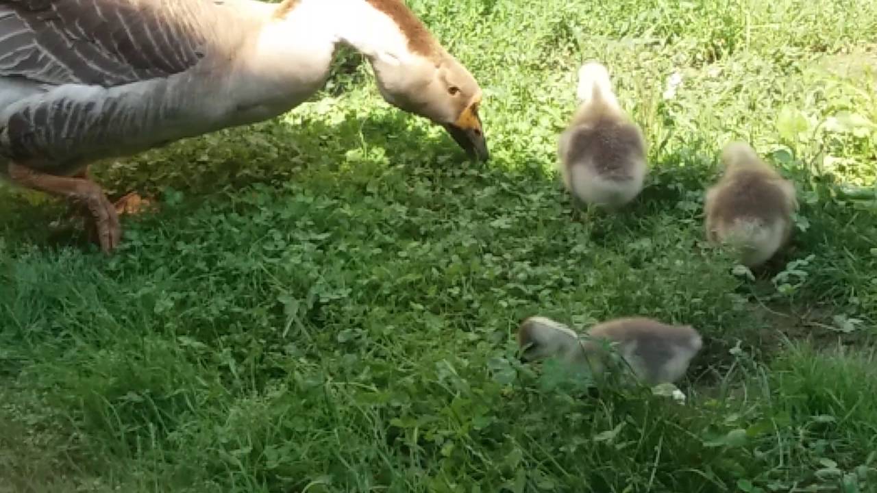 Boboci de gasca / geese - YouTube