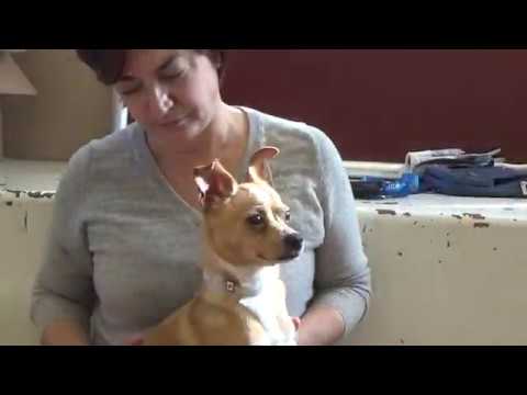 Please Adopt Chico! Cute Little Shelter dog 2 yr. - YouTube