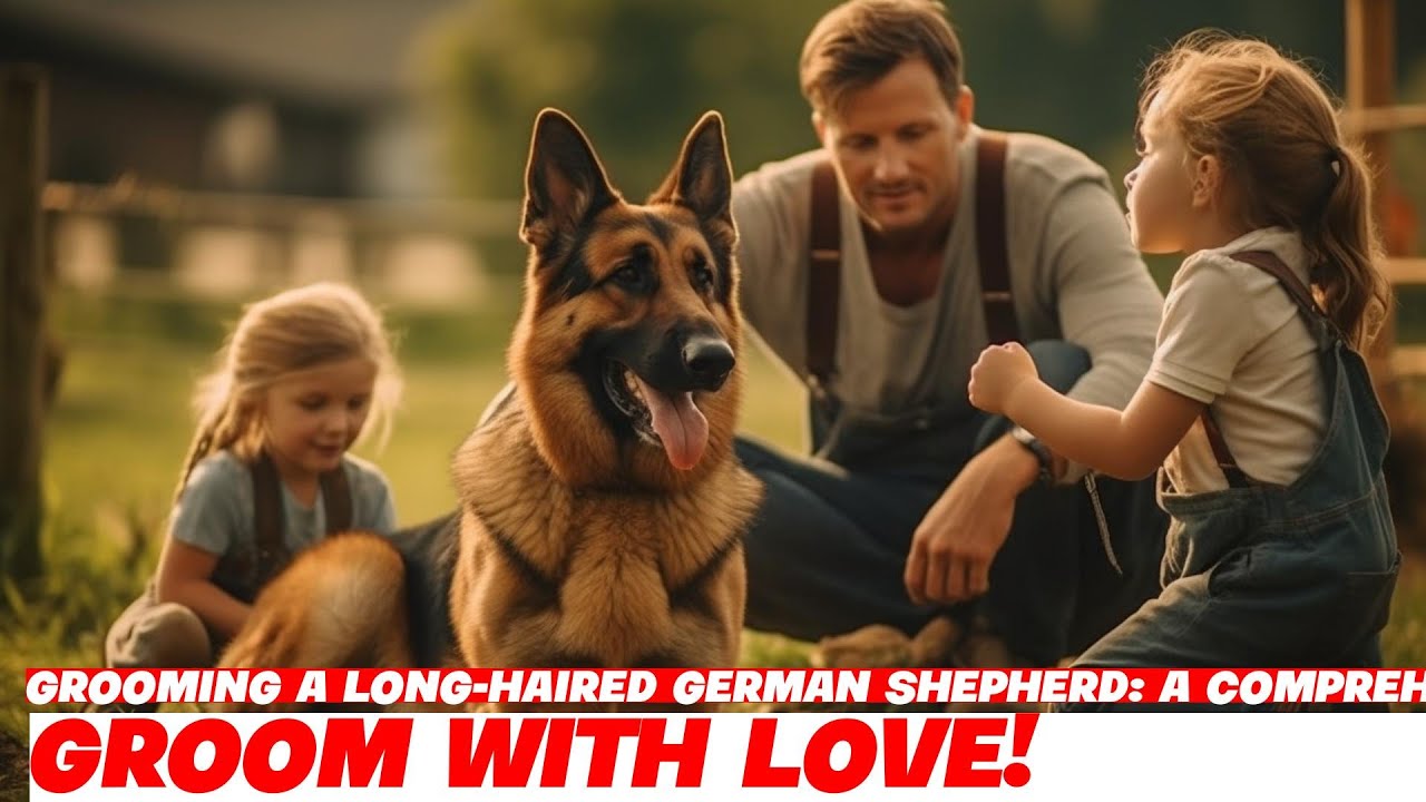 Grooming a Long-Haired German Shepherd: A Comprehensive Guide - YouTube