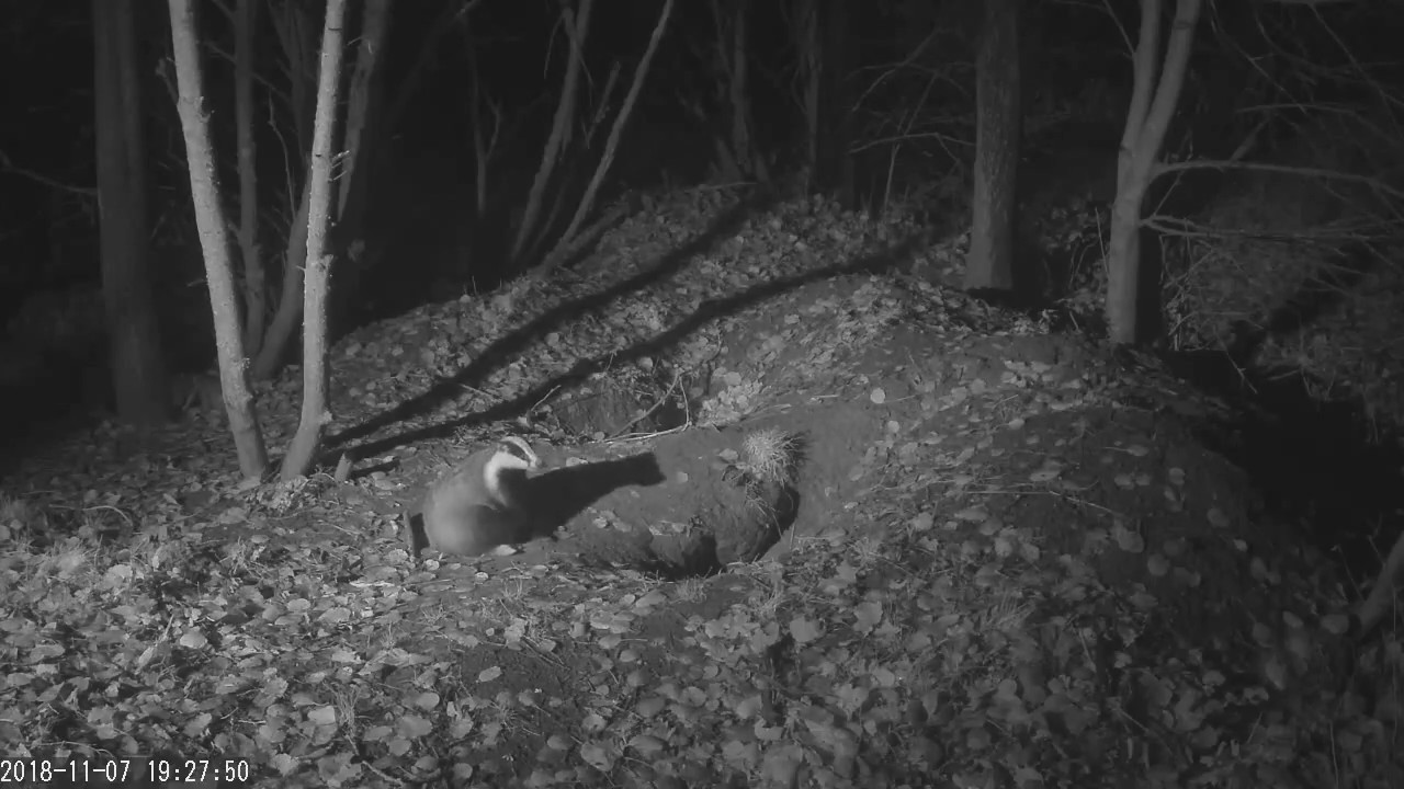 Badger castle 2018 11 07 Badger - YouTube