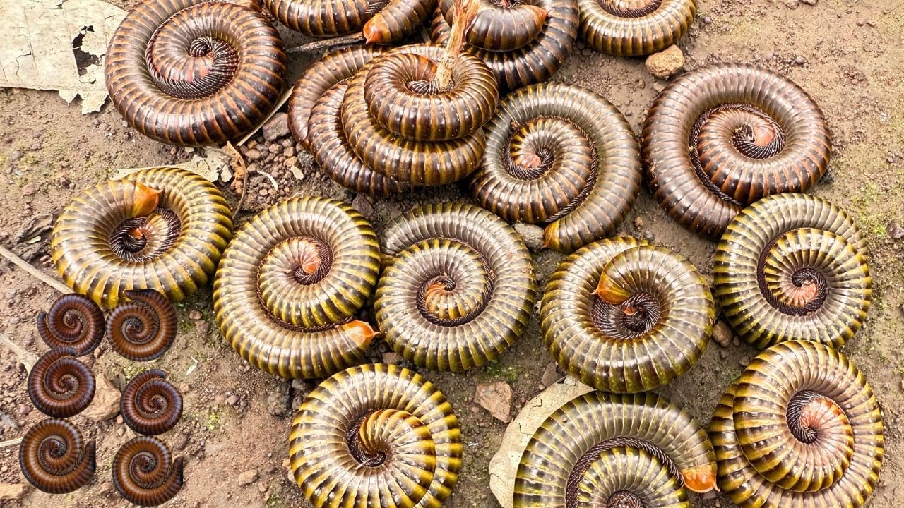 Find and Catch Millipedes around my farm. Millipedes In Love, A lot ...
