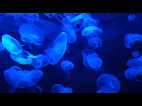 BEAUTIFUL CALMING MUSIC WITH SEA WORLD • CALM, MEDITATION, ANTISTRESS, FOR SLEEP, BACKGROUND MUSIC