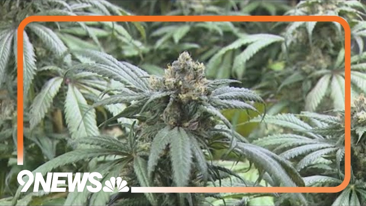Marijuana reclassification meaning: What happens next? - YouTube