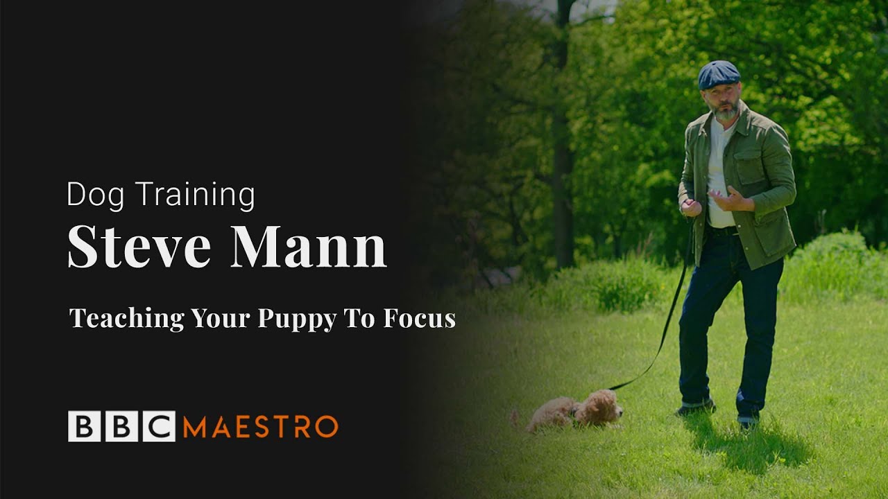 Steve Mann - Teaching Your Puppy To Focus - Steve Mann - Dog Training ...