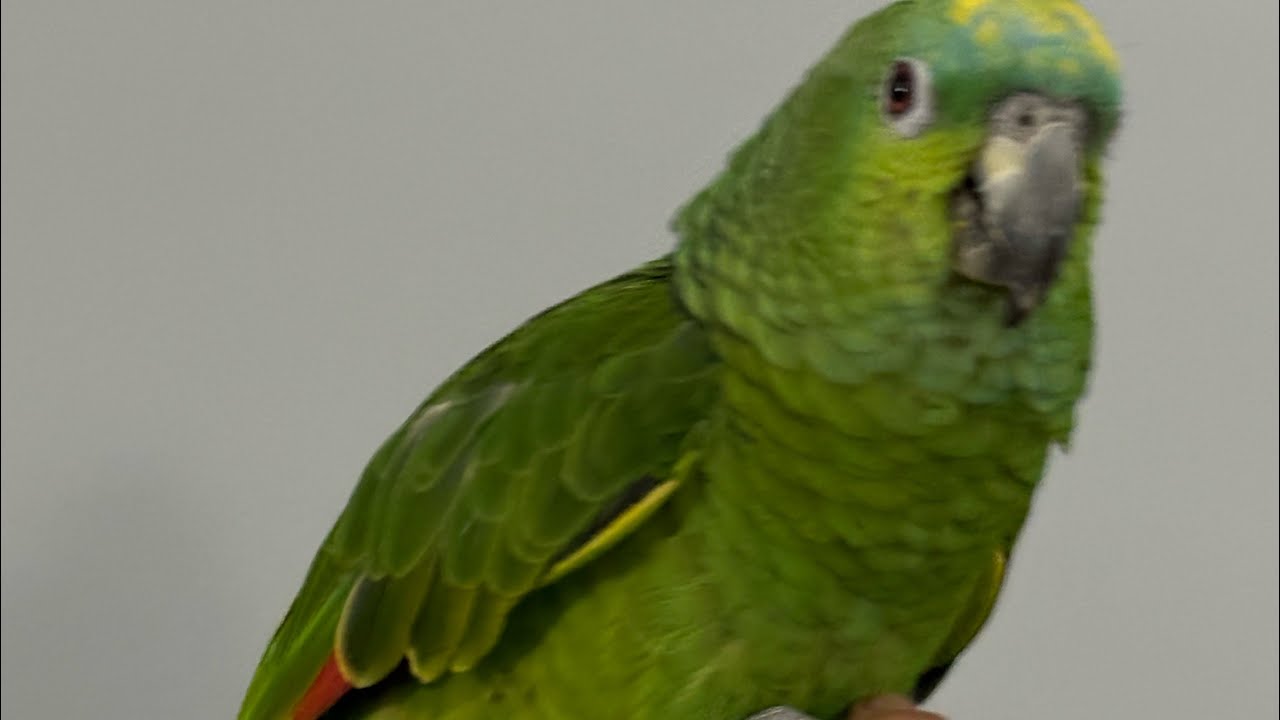 Cute talkative Amazon parrot 🦜 Rai - YouTube