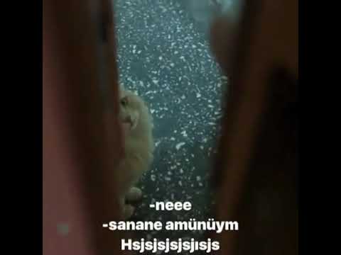 Küfür eden  Kedi ( sanane  amünüym )
