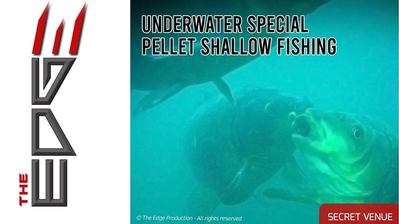 SHALLOW FISHING - UNDERWATER SPECIAL!!! F1S and CARP SHALLOW ON THE ...