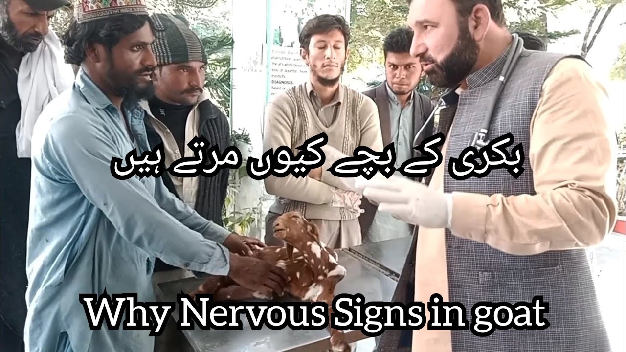 Poleioencephalomelacia|Meningitis in goat kid||PEM|Typical Nervous ...