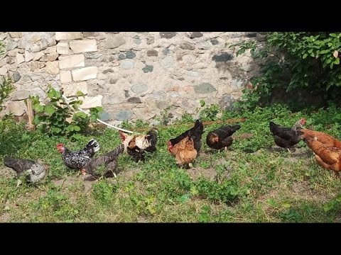 TOYUQLARDA QURD VARSA HANSI FESATLAR VERIR VE YAXSI QURD DERMANI HANSIDIR ❓