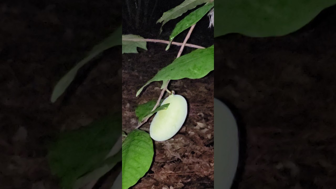 Paw Paw fruit First harvest - YouTube