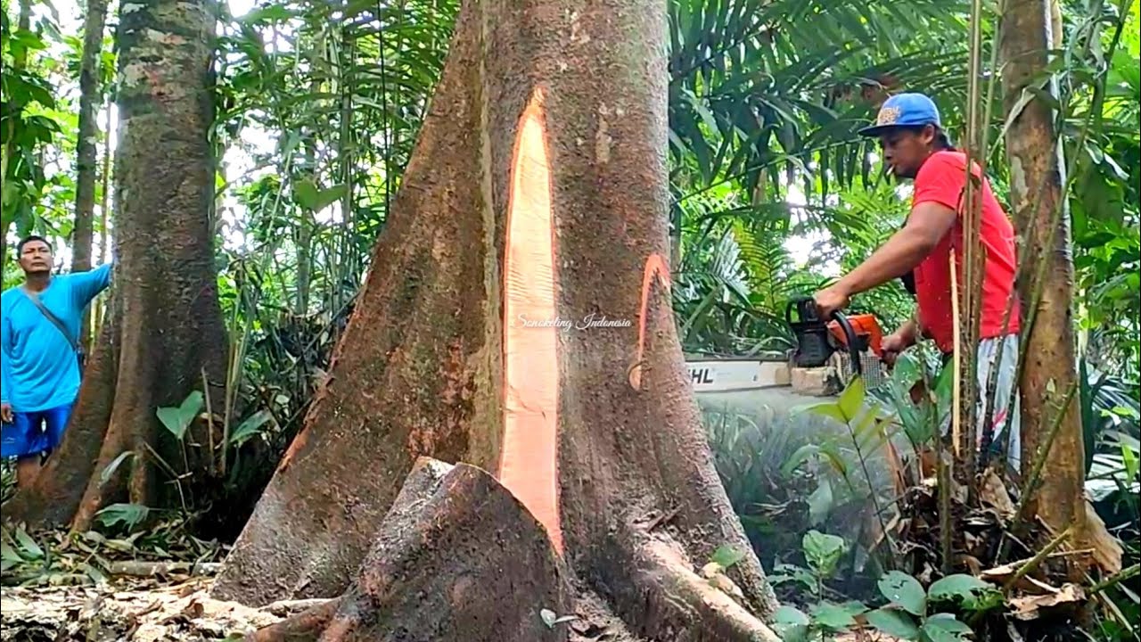 Pyramid Tree YouTube pyramid-tree-youtube