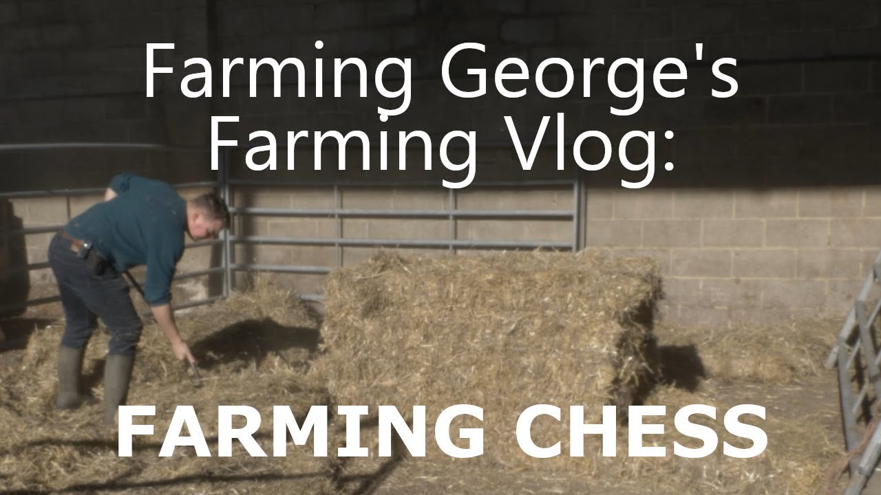 Playing farming chess and sorting a sheep pen - YouTube