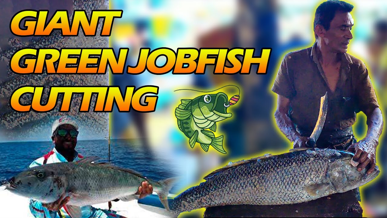 A Species of Fish That You Have Not Seen Much Big Green Jobfish | Giant ...
