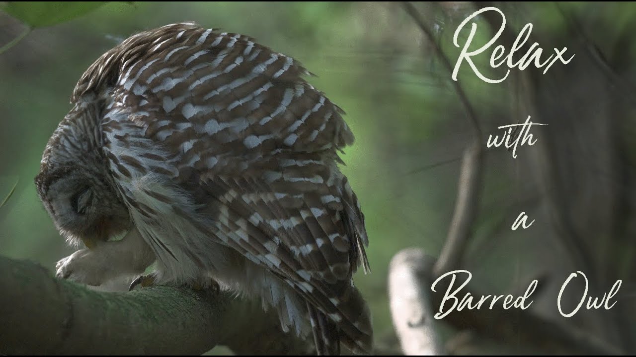 4K , HDR Relax with a Barred Owl - Preening and Living its Best Life ...